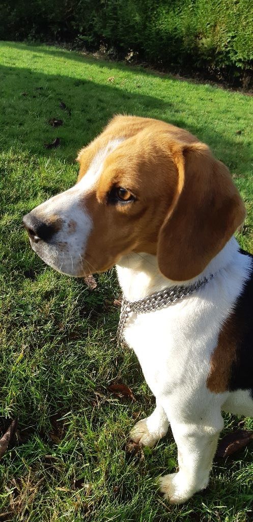 Accueil - Elevage Du Domaine Des Loups Mer - eleveur de chiens Beagle